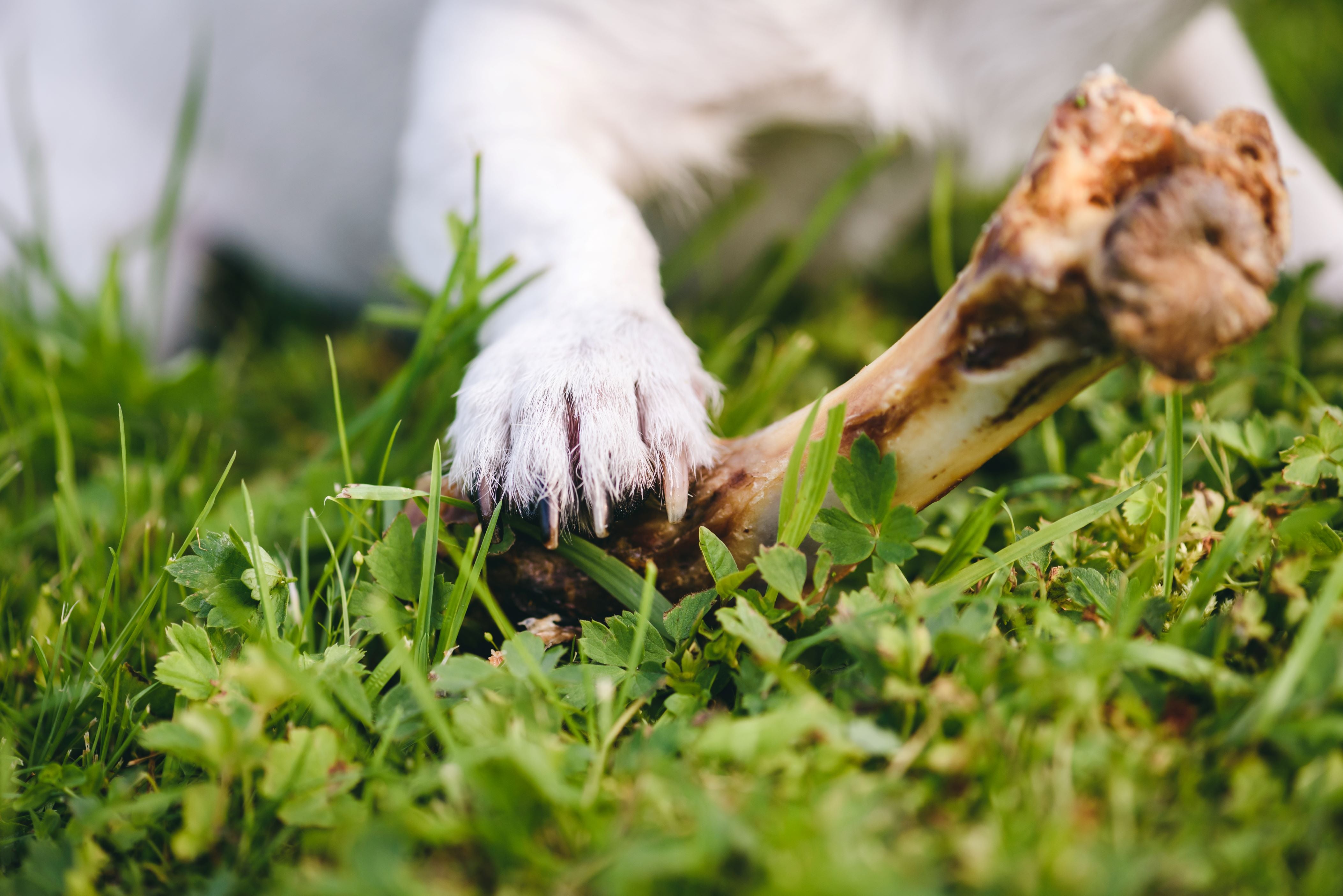 Calciummangel beim Hund: Ratgeber - haustierkost.de