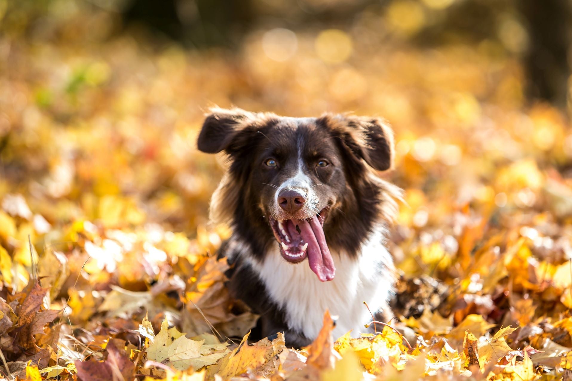 Vitamin D in dogs: BARF feeding with fish - haustierkost.de