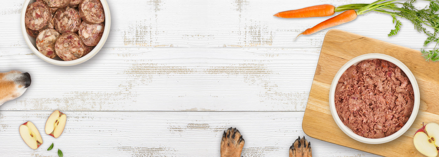 Internationaler Welthundetag: Wir feiern den Hund – haustierkost.de®